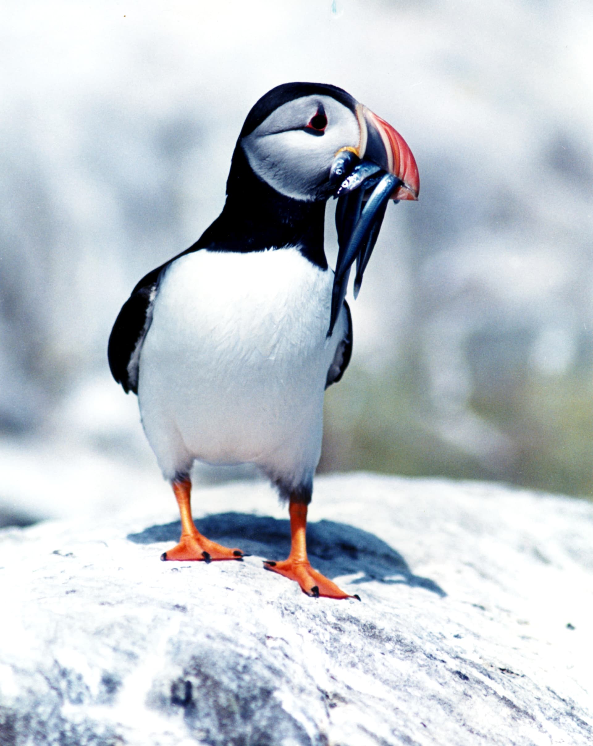 Your Nice Photos - list camera details too if you like [2023-01] - Page ...