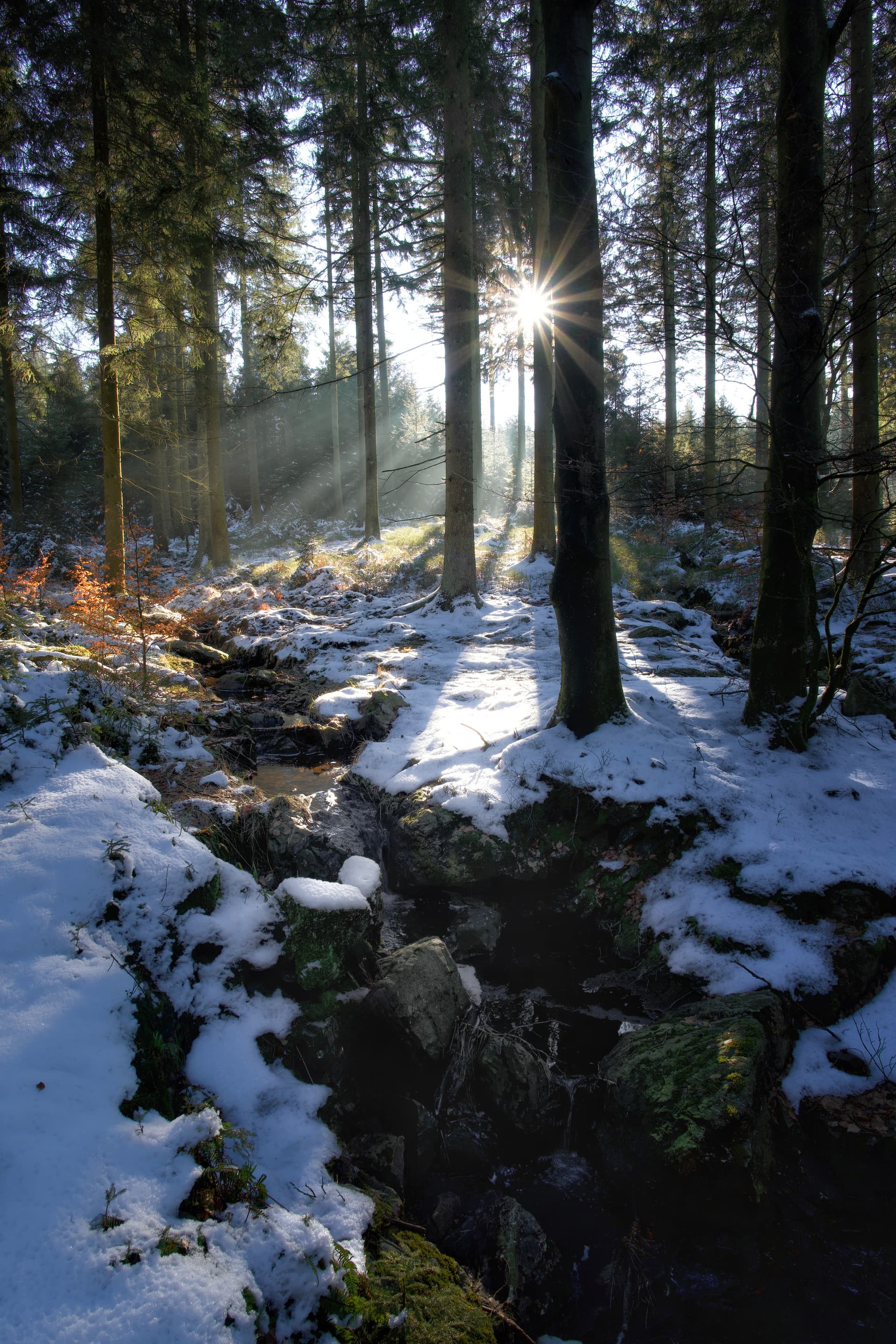 Your Nice Photos - list camera details too if you like [2025] - Off Topic - Roon Labs Community