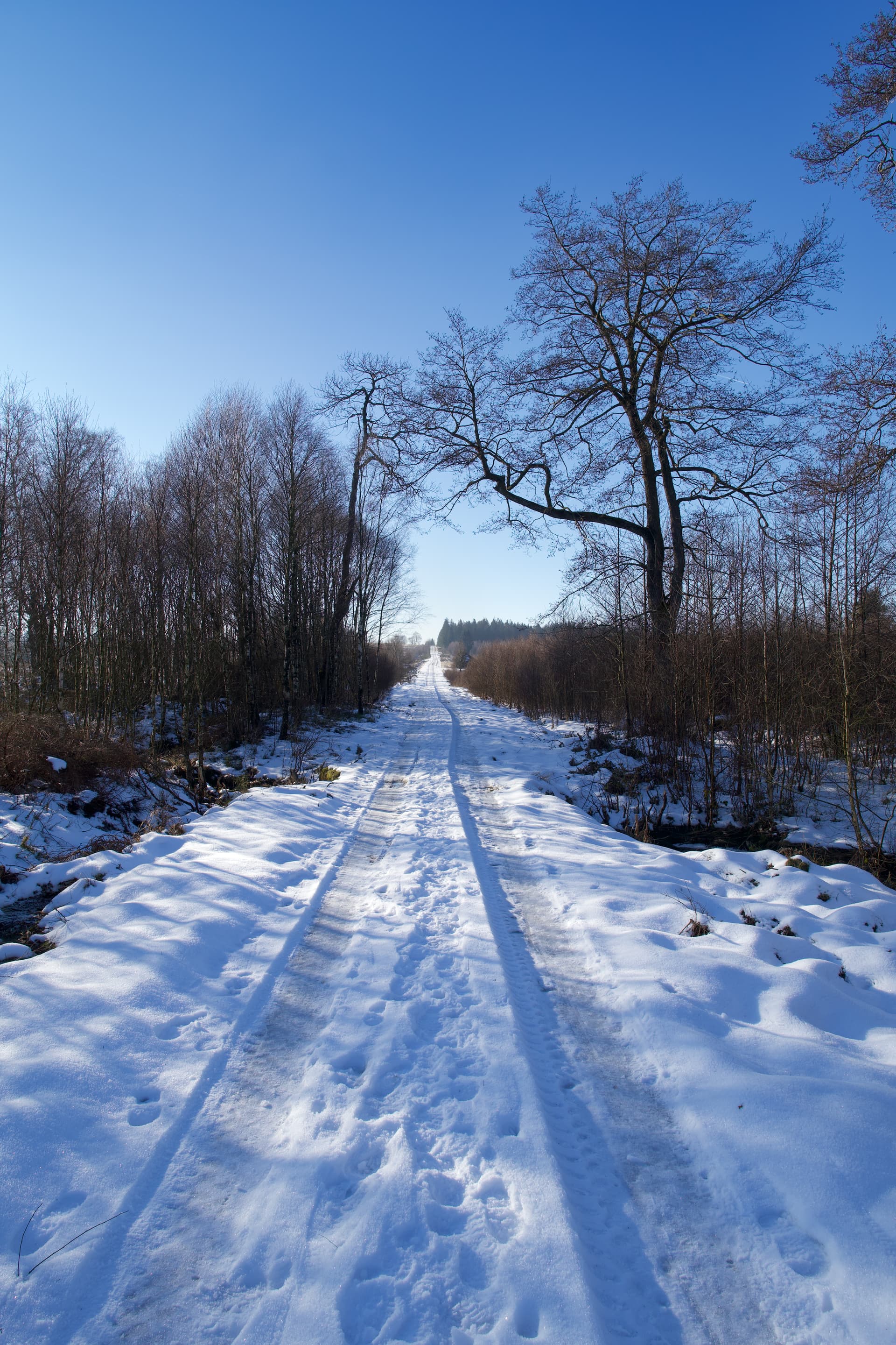 Your Nice Photos - list camera details too if you like [2025] - Off Topic - Roon Labs Community